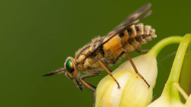 Dazen en dazenbeten - Oudersenzo