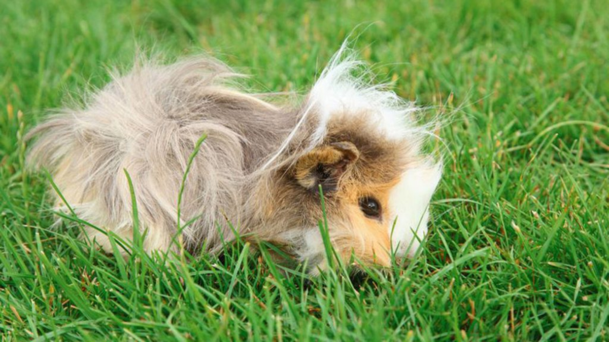 Hoe verzorg je een cavia? - Oudersenzo