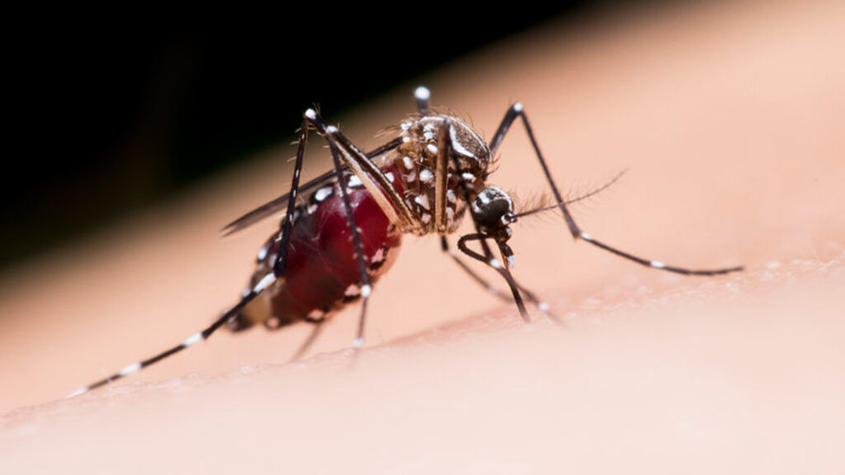 Muggen en muggenbulten: De beste tips & tricks - Oudersenzo