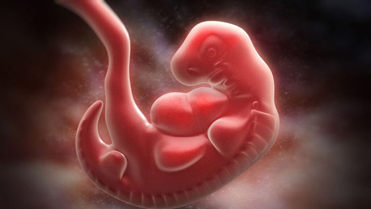 Innesteling van de embryo in baarmoederwand - Oudersenzo