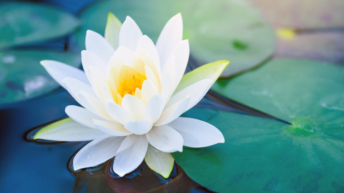 Wat is eigenlijk een lotusbevalling? - Oudersenzo