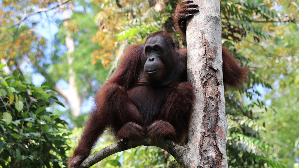 Wat zijn nou weer apenpokken? - Oudersenzo